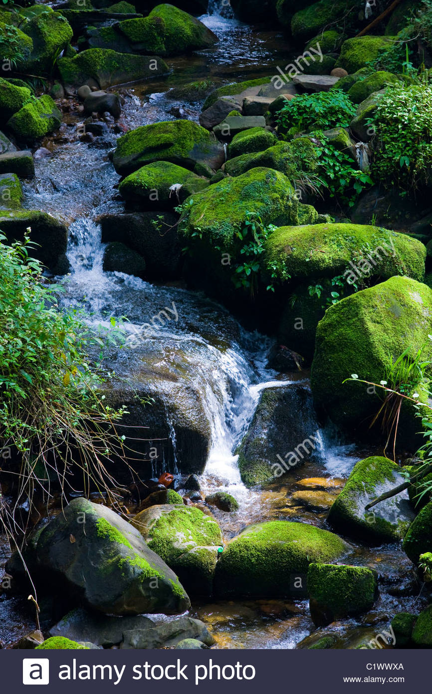 Alishan National Park Chiayi Taiwan Stock Photos & Alishan National ...