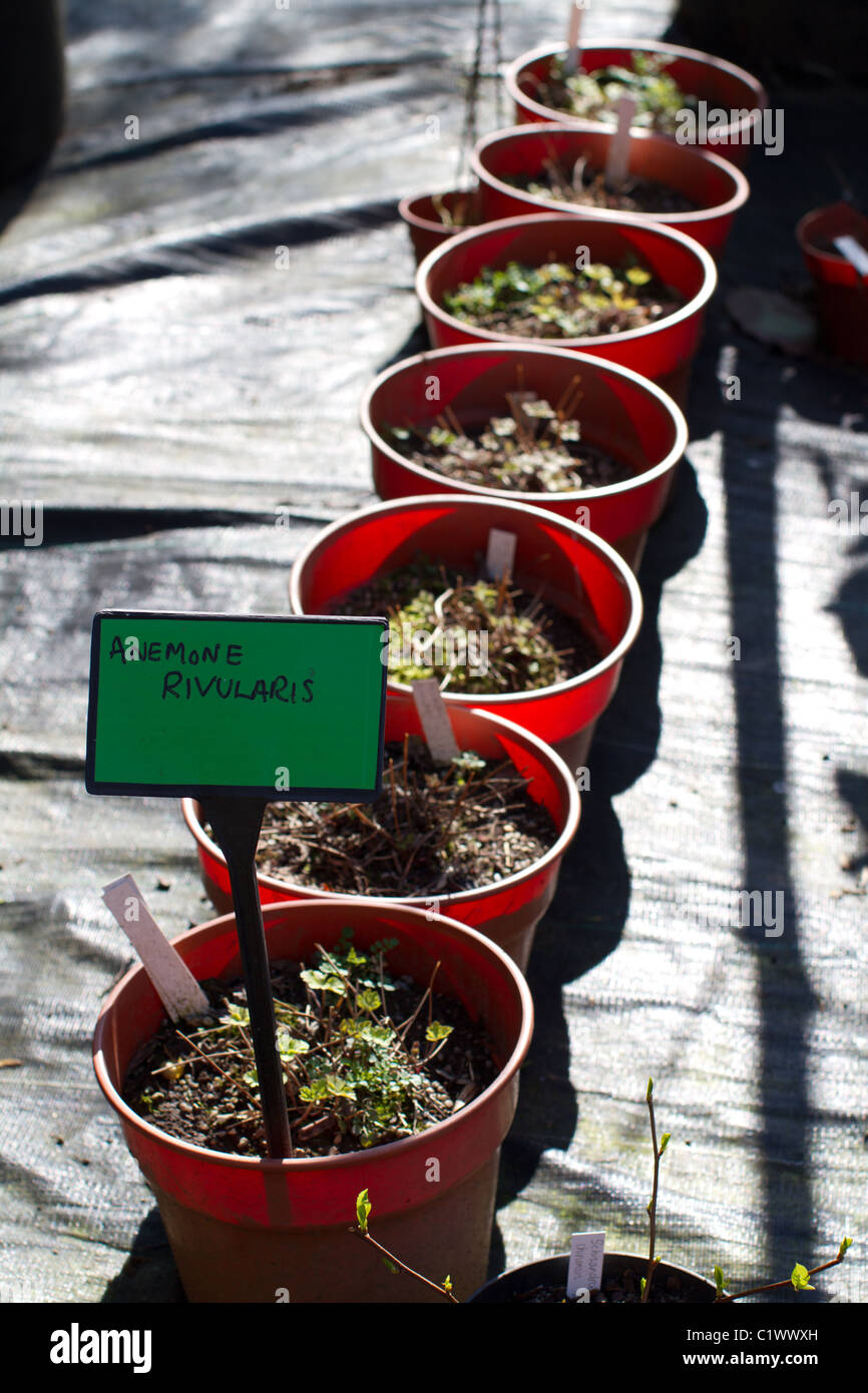 Riverside windflower hi-res stock photography and images - Alamy