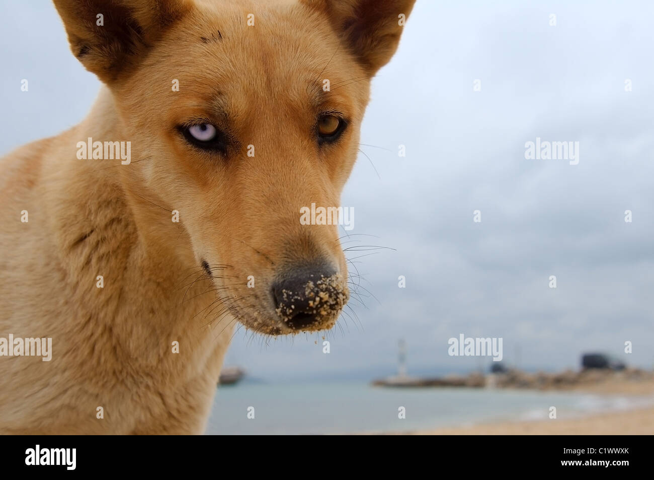 What Colour Eyes Do Dingoes Have