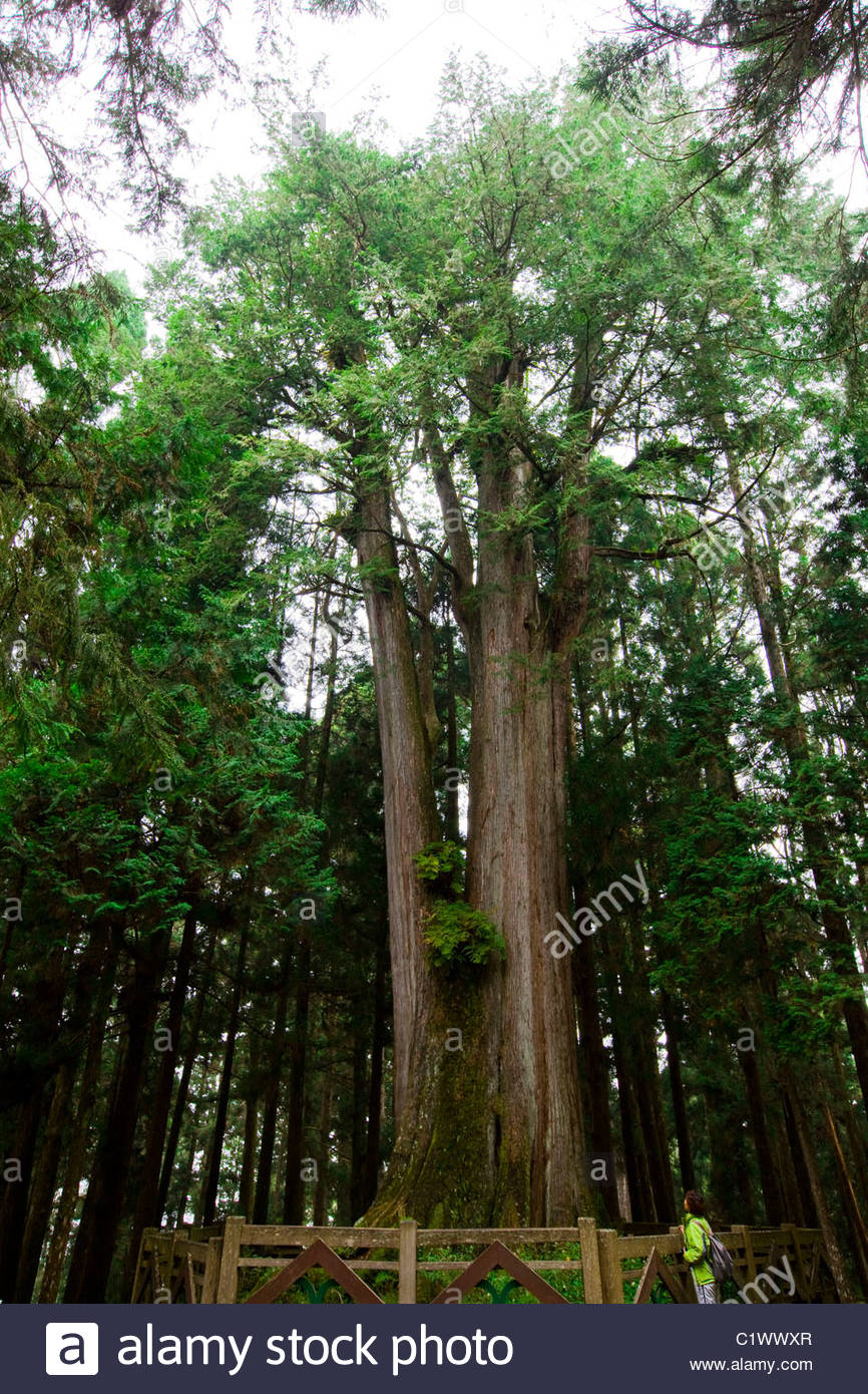 Alishan National Park Chiayi Taiwan Stock Photos & Alishan National ...