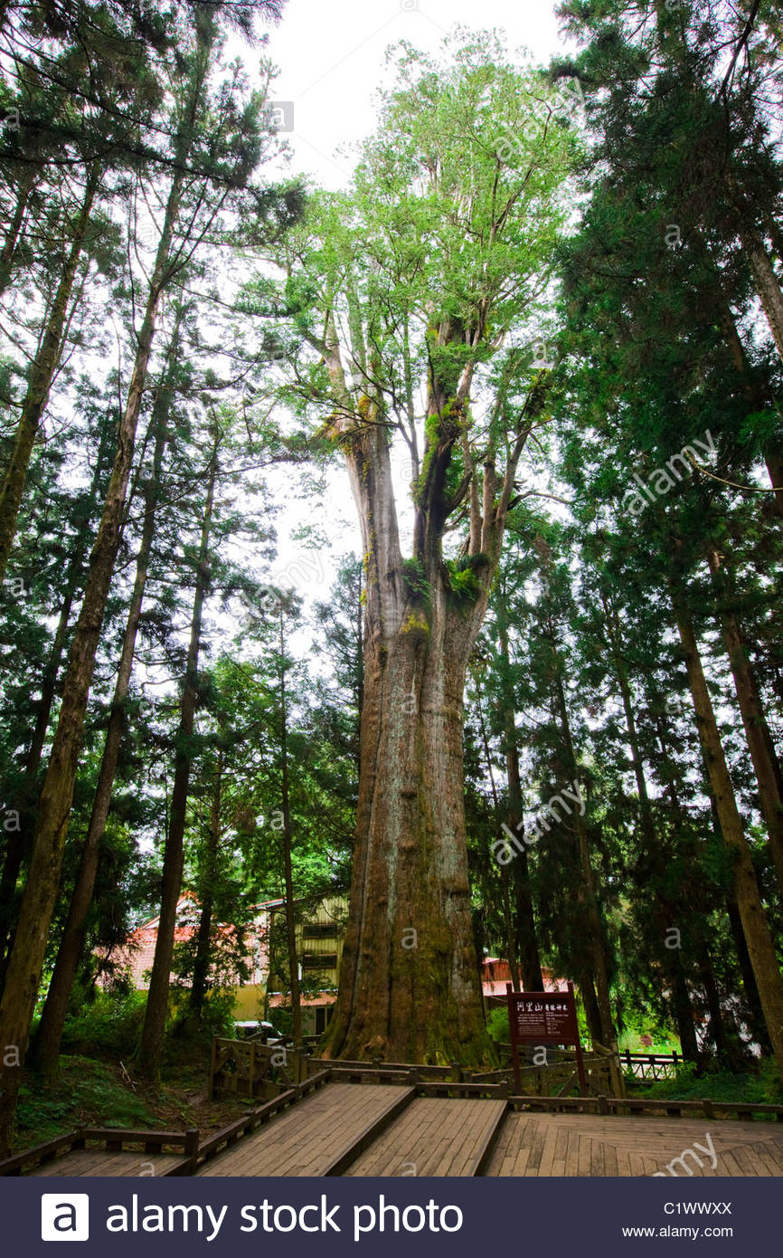 Alishan National Park Chiayi Taiwan Stock Photos & Alishan National ...