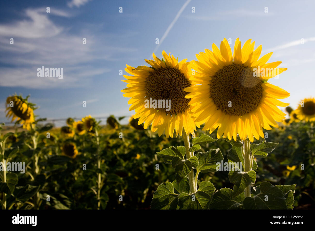 View of a sunflower field with two sunflowers close to right of the ...