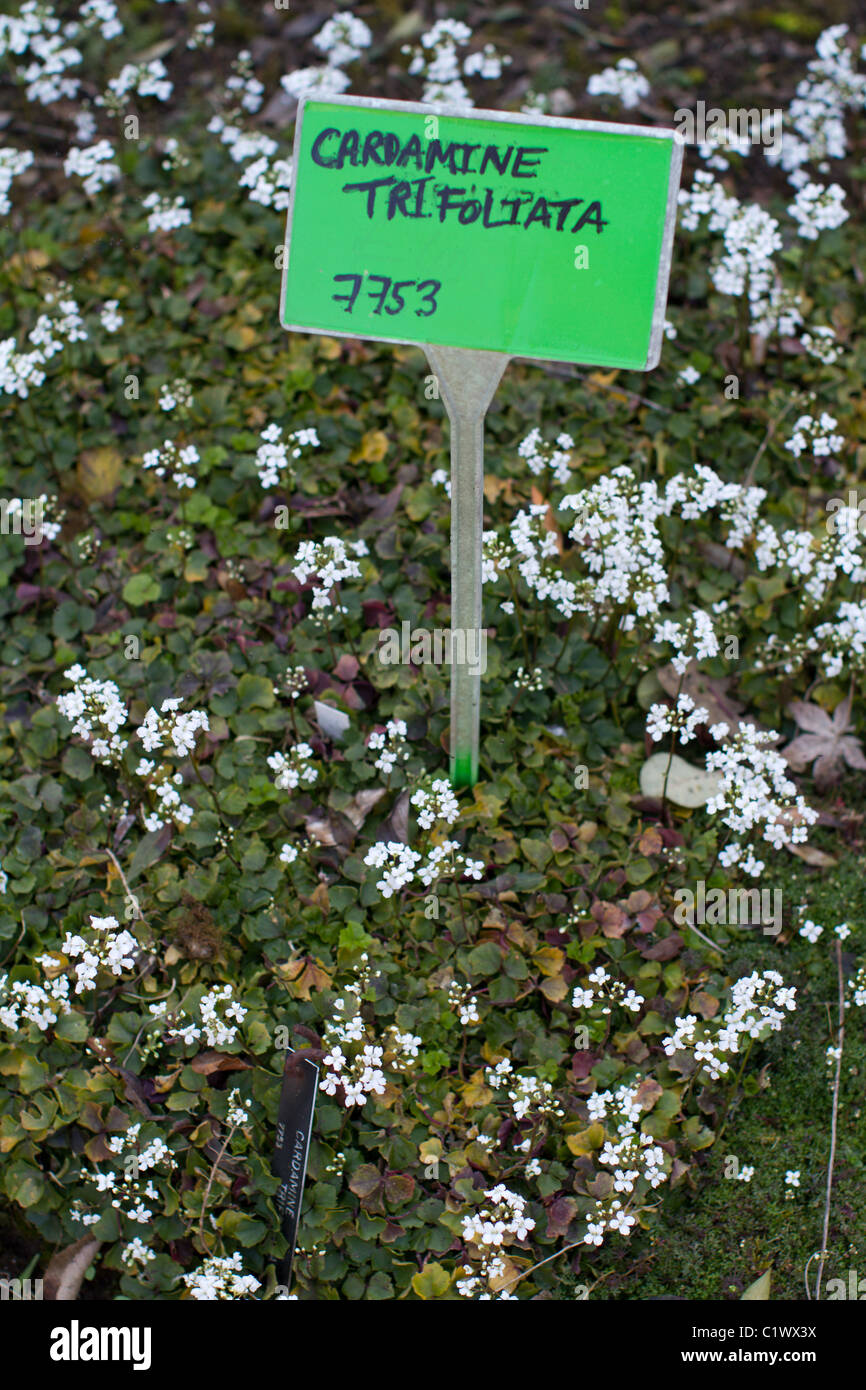 Cardamine Trifoliata woodland plant with name tag Stock Photo - Alamy