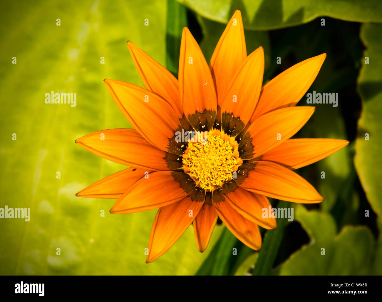 Stellate flower hi-res stock photography and images - Alamy