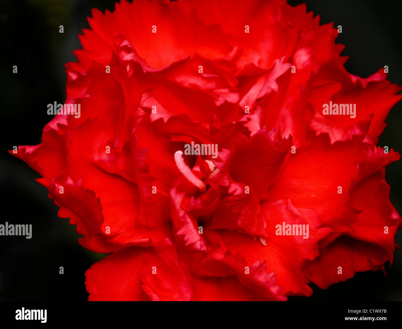 Plumarius hi-res stock photography and images - Alamy