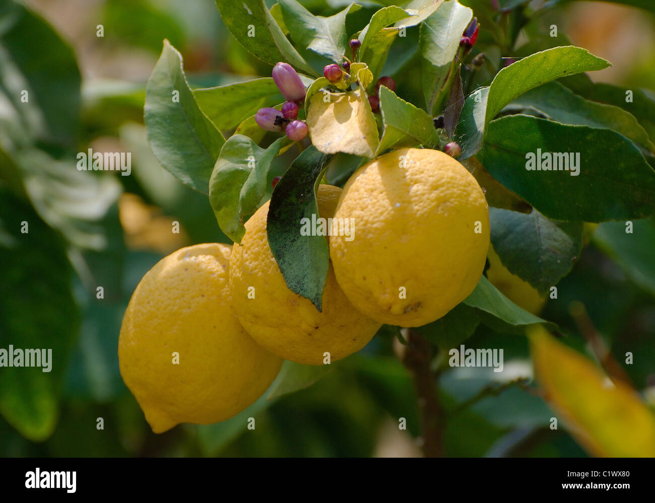 Tropical frets hi-res stock photography and images - Alamy