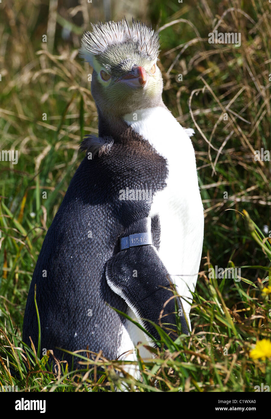 PUNK PENGUIN... A moulting yellow eyed penguin looks a picture of ...