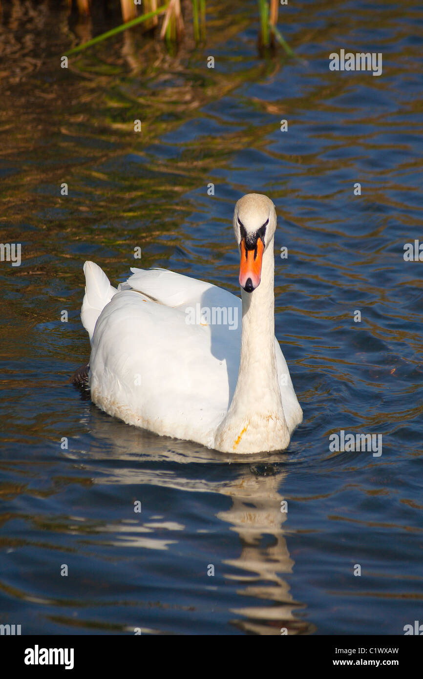 Face of swan hi-res stock photography and images - Alamy