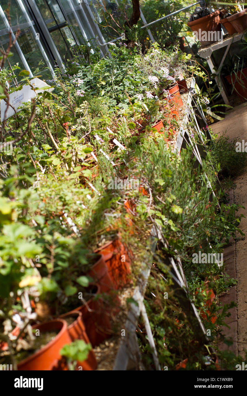 Pot_plants hi-res stock photography and images - Alamy