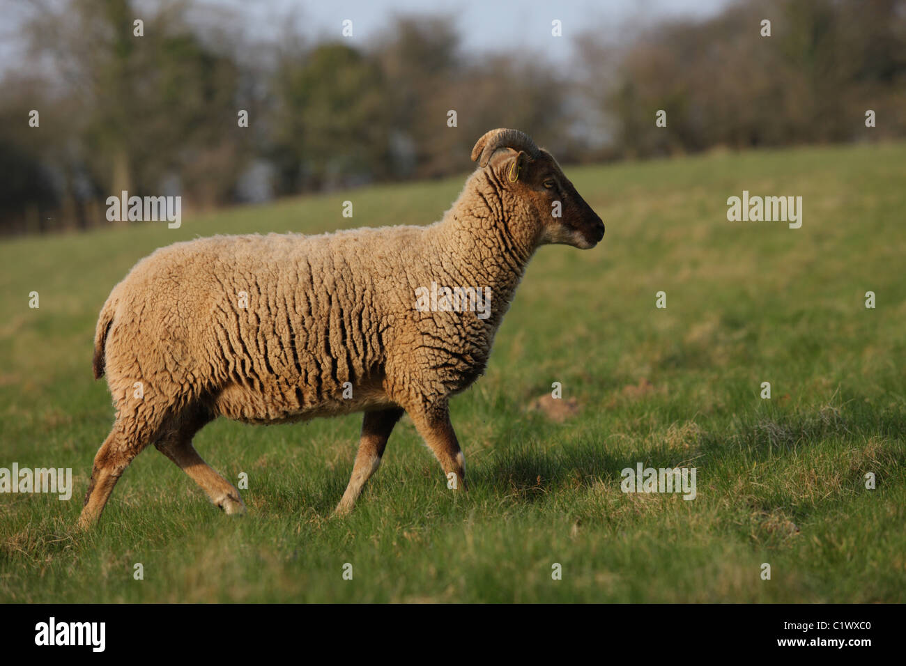 Castlemilk Moorit rare breed sheep Stock Photo - Alamy