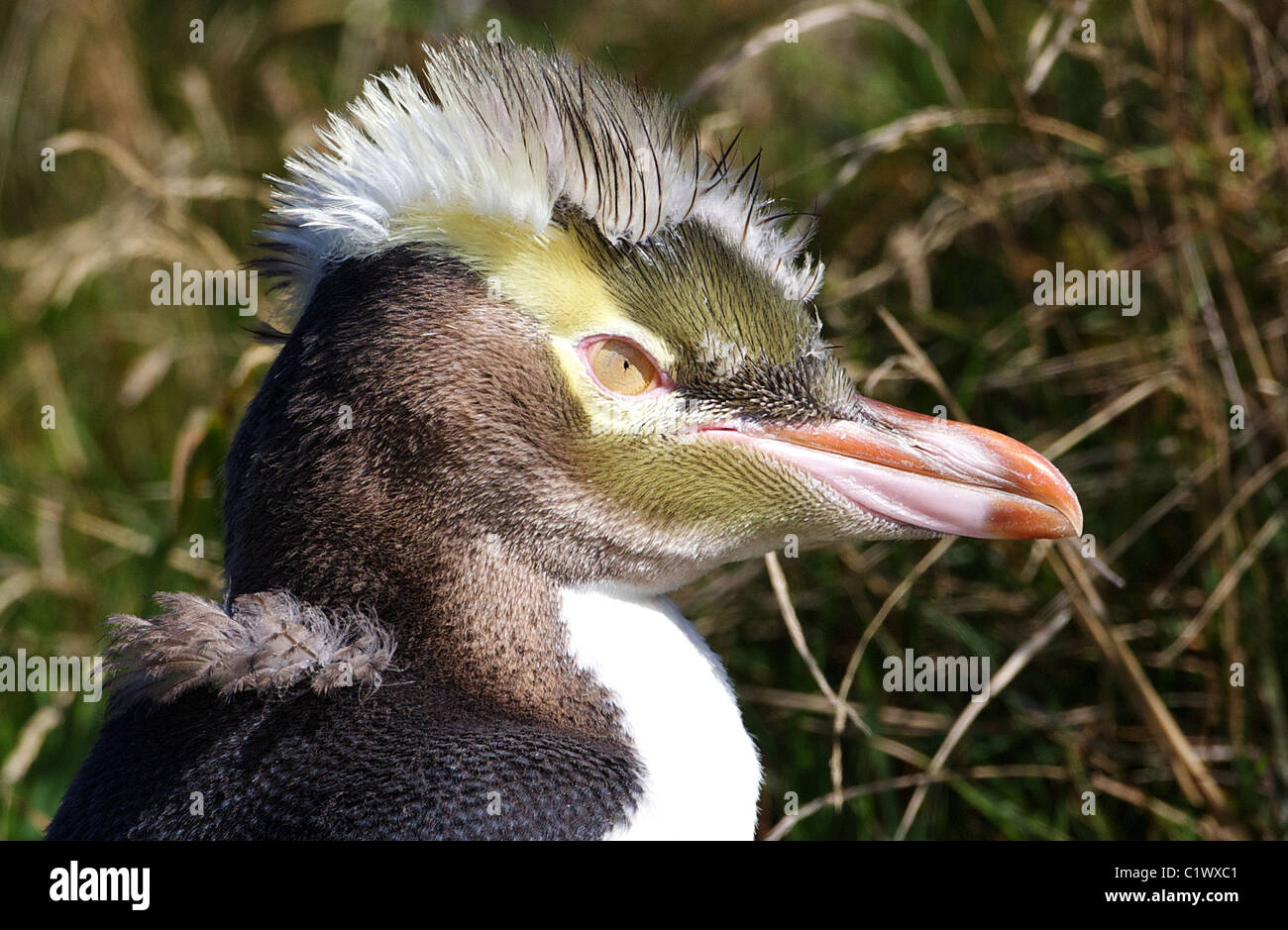 PUNK PENGUIN... A moulting yellow eyed penguin looks a picture of ...