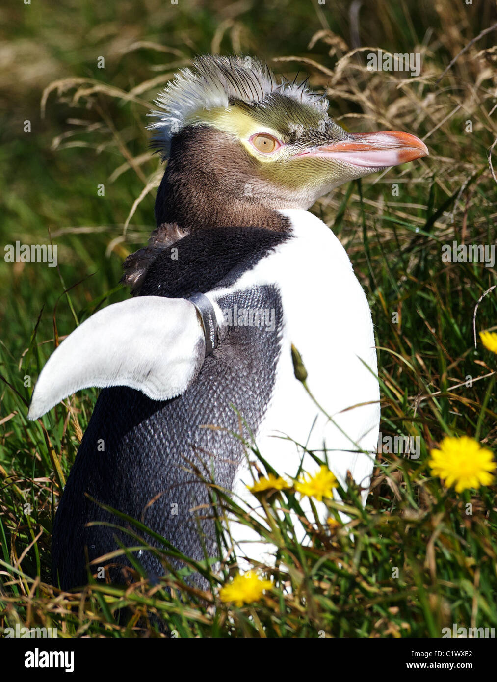 PUNK PENGUIN... A moulting yellow eyed penguin looks a picture of ...