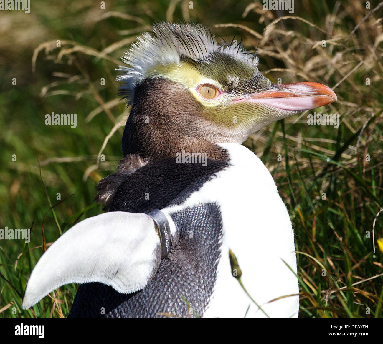 PUNK PENGUIN... A moulting yellow eyed penguin looks a picture of ...