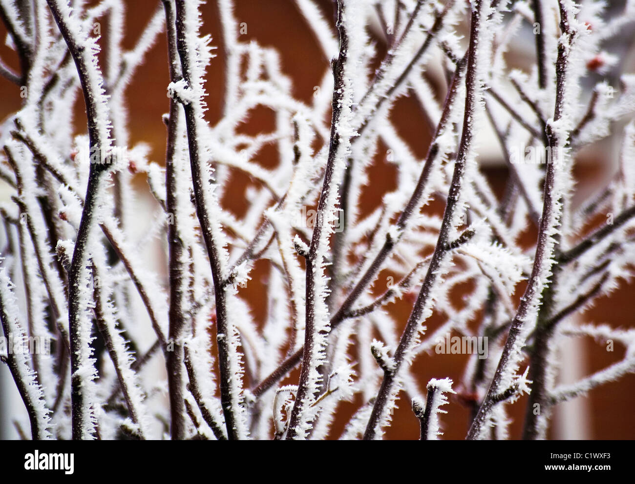 Hoar frost branches hi-res stock photography and images - Alamy