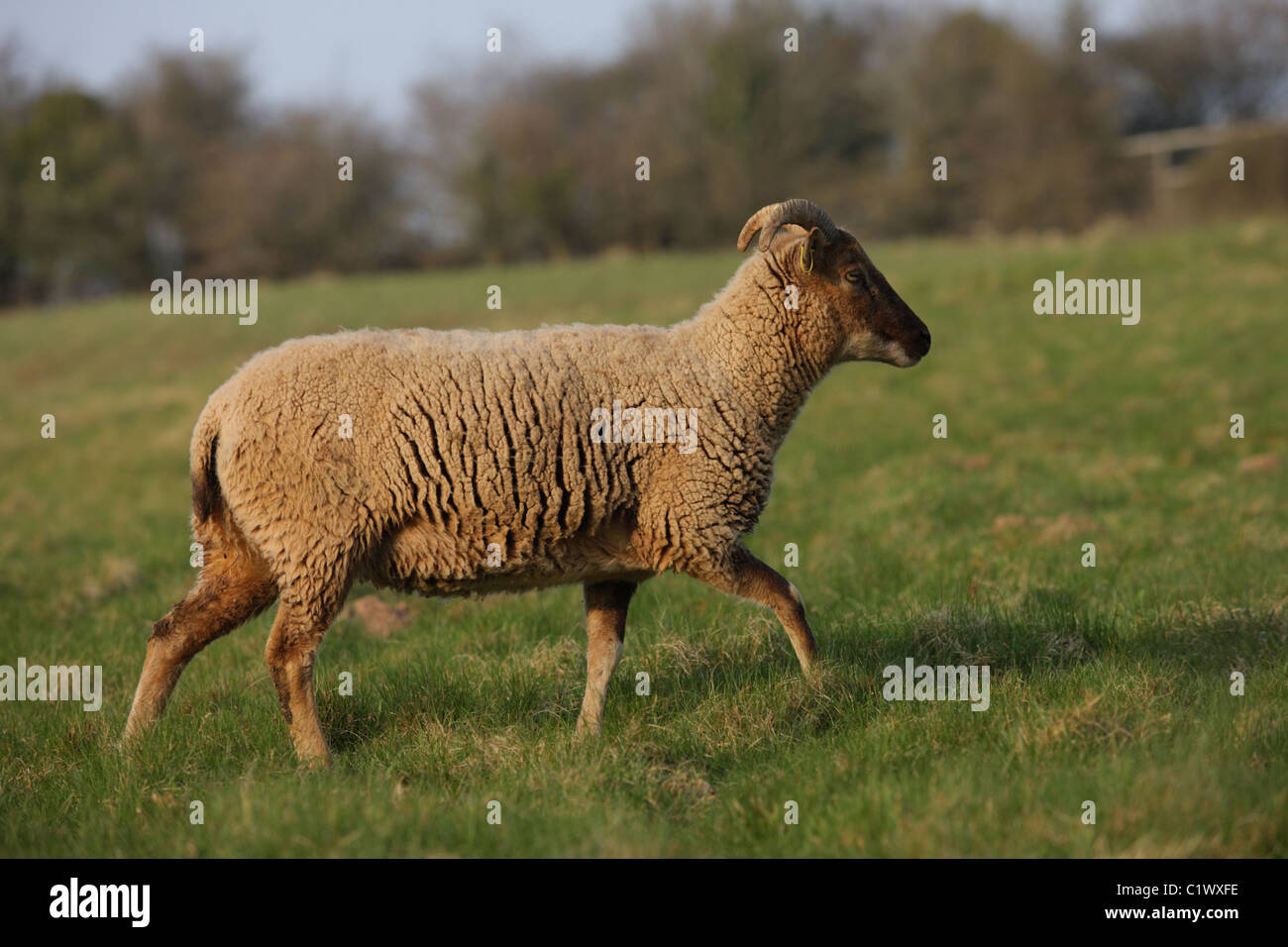 Castlemilk Moorit rare breed sheep Stock Photo - Alamy