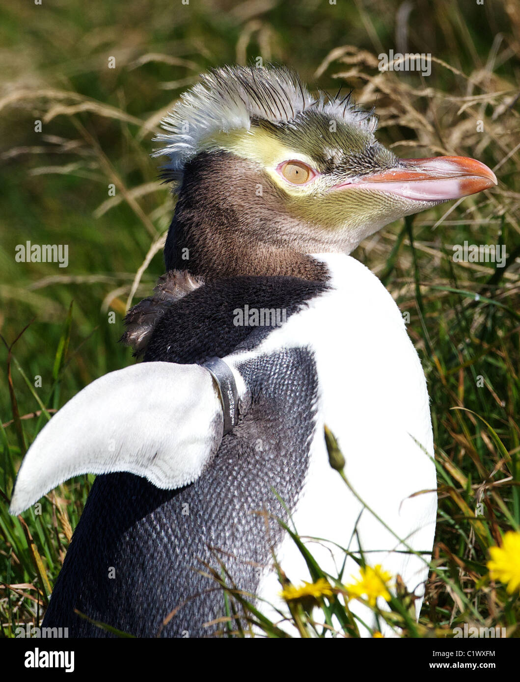 PUNK PENGUIN... A moulting yellow eyed penguin looks a picture of ...