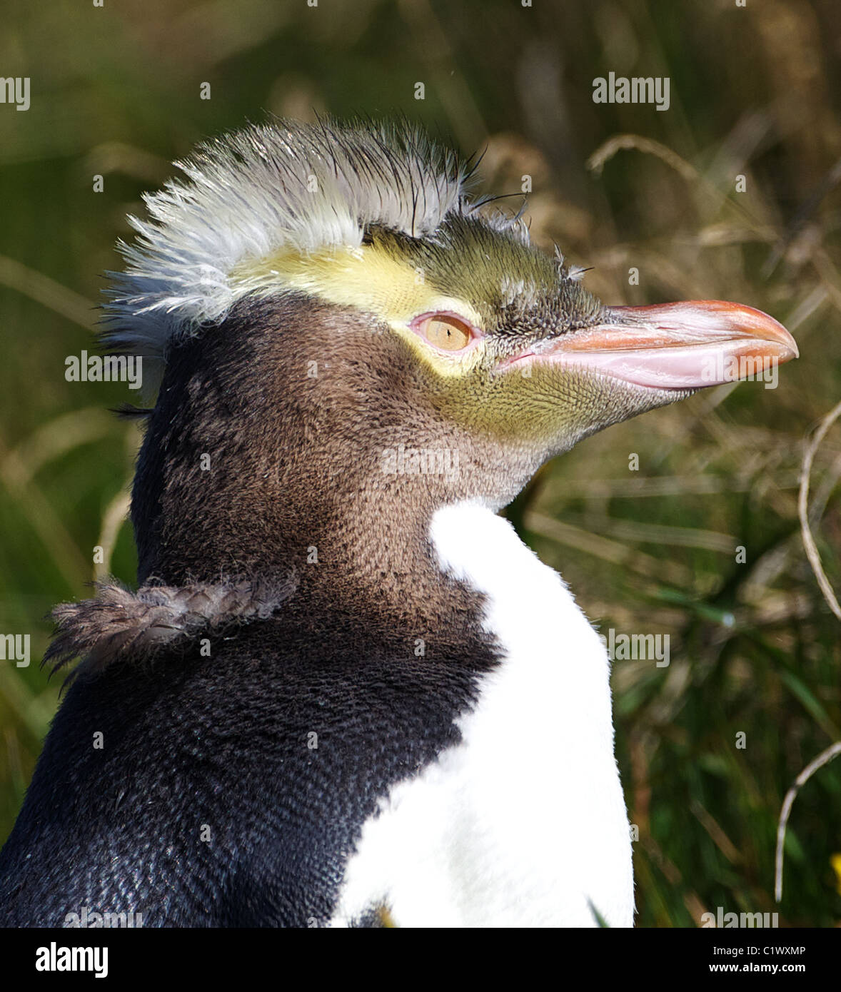Extinct penguin species hi-res stock photography and images - Alamy