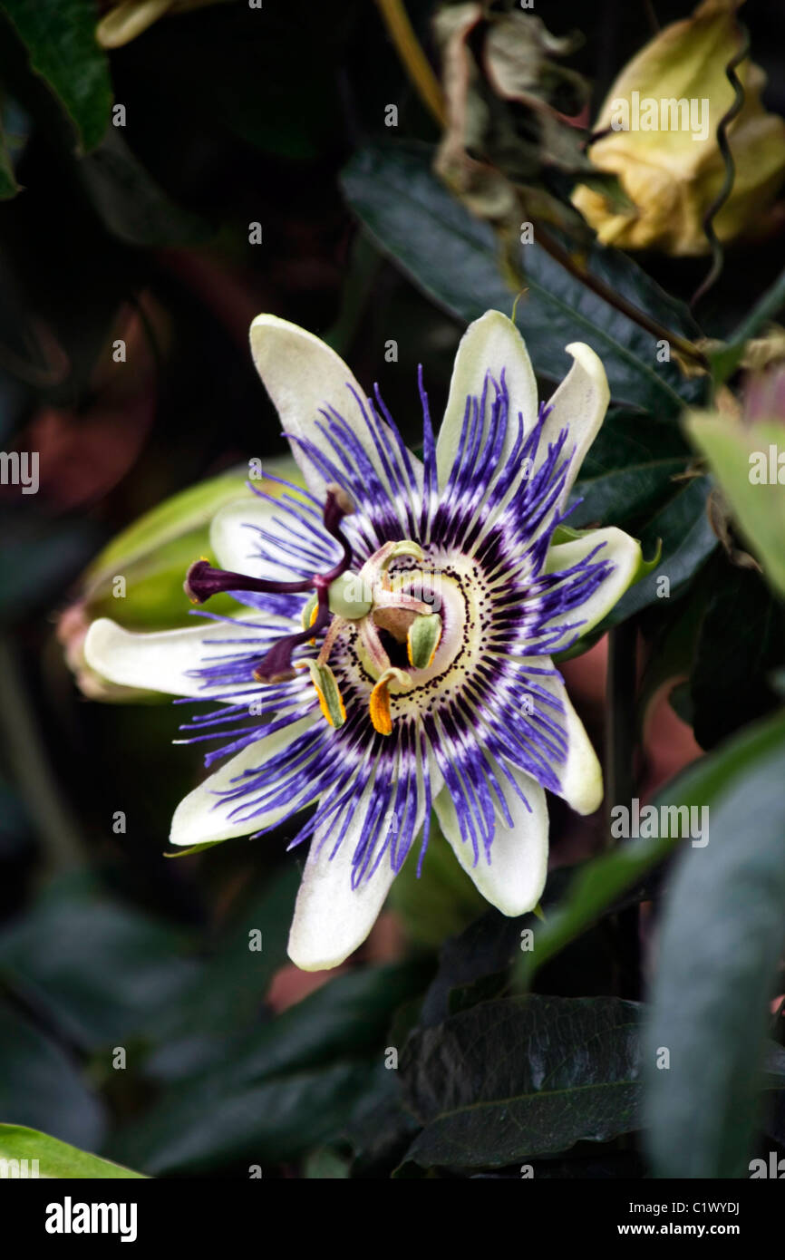 Passiflora edulis bloom isolated hi-res stock photography and images ...
