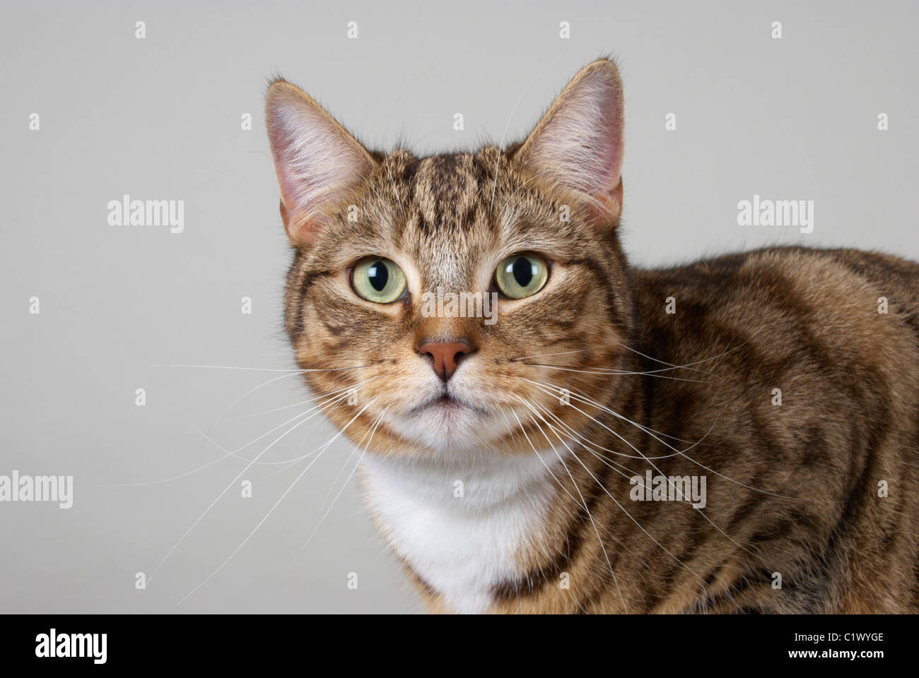 Felis leo hi-res stock photography and images - Alamy