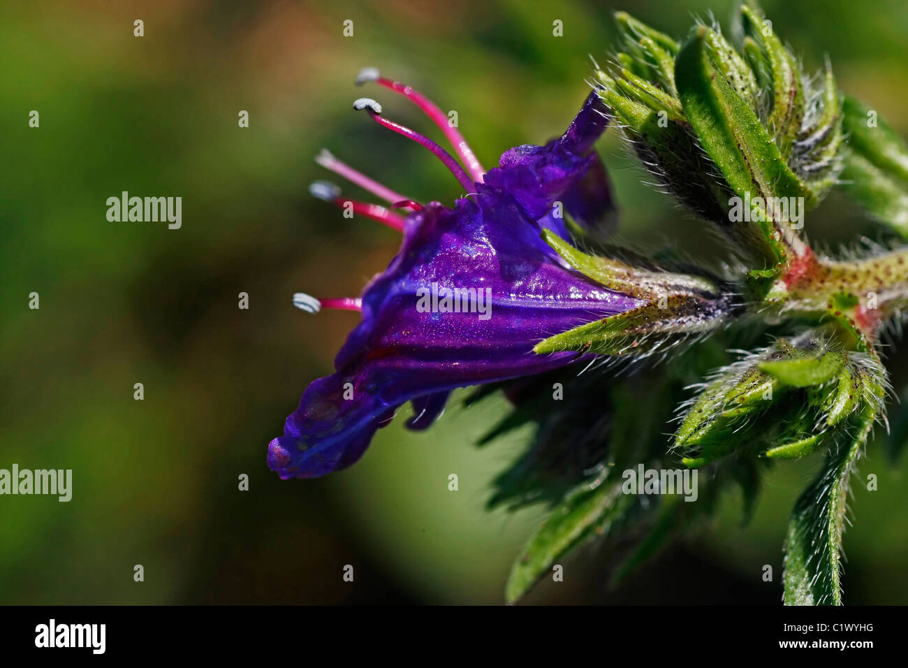 Closeup view of a Salvation Jane purple flower on the wild Stock Photo ...