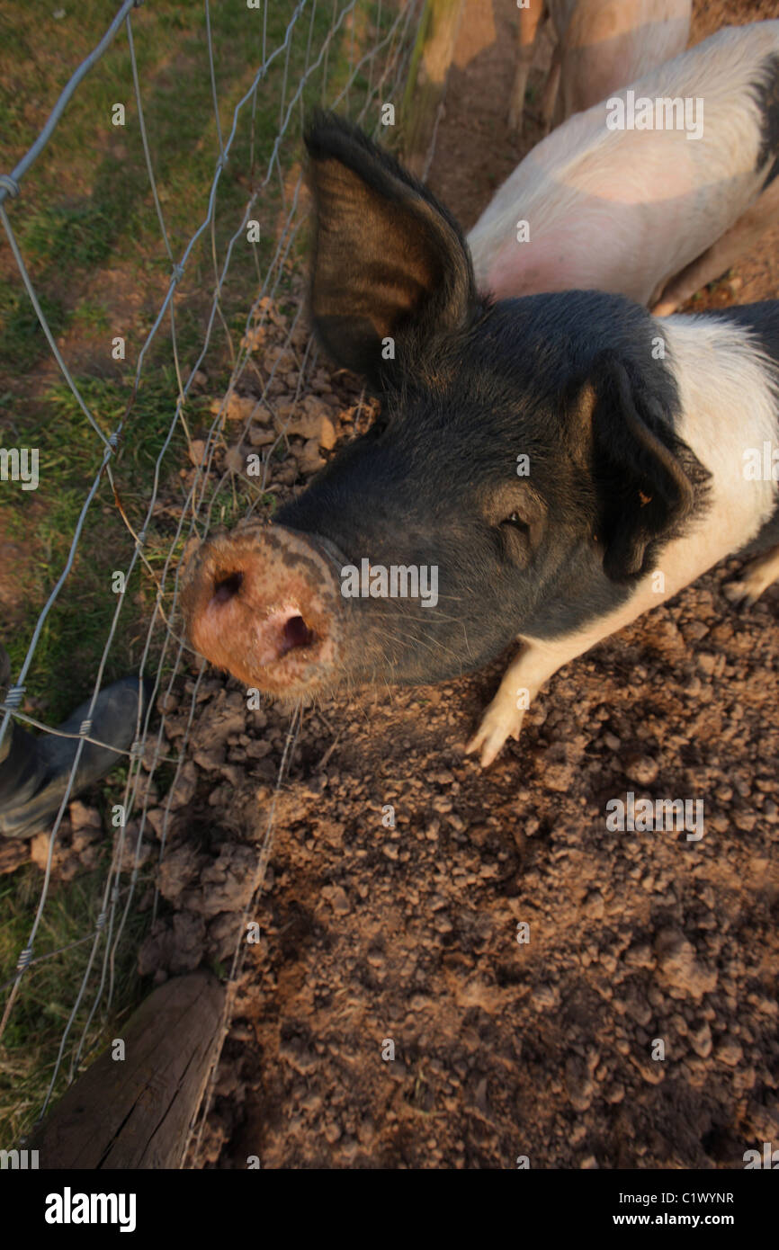 Saddleback pig england hi-res stock photography and images - Alamy