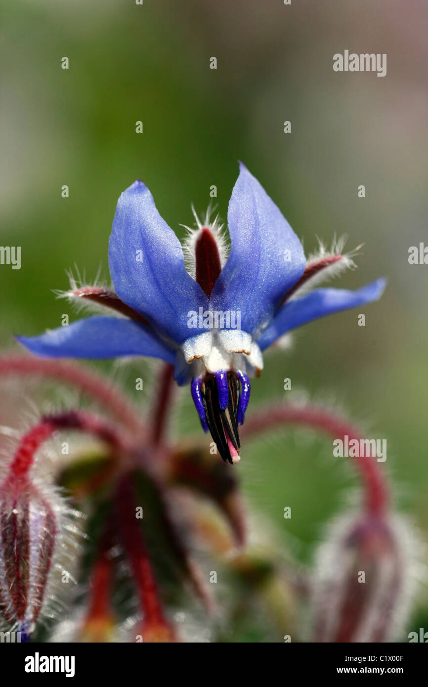 Closeup view of a purple starflower borage in full blossom Stock Photo ...