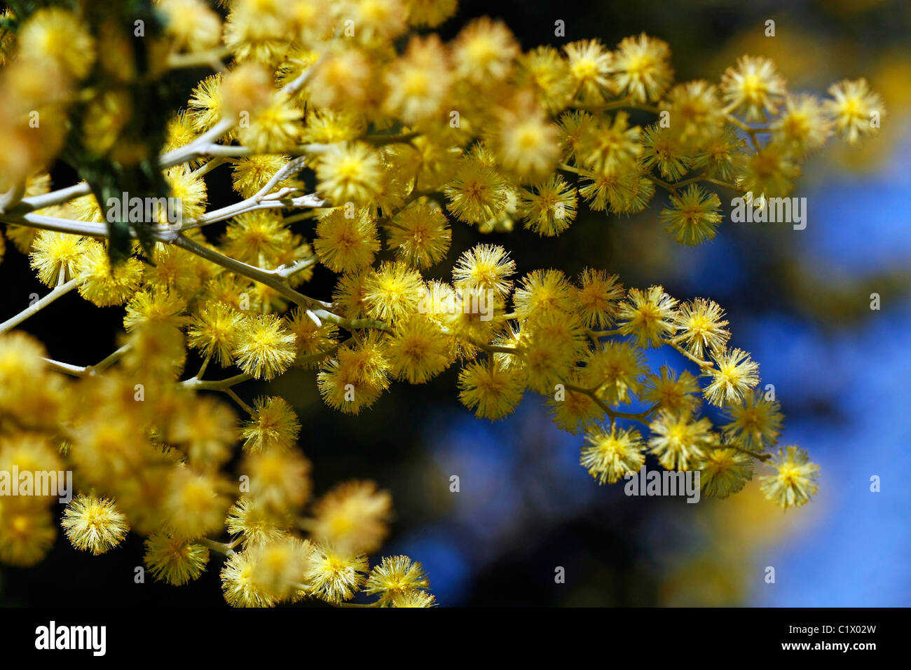 View of the acacia's tree blossom yellow flower in spring Stock Photo ...