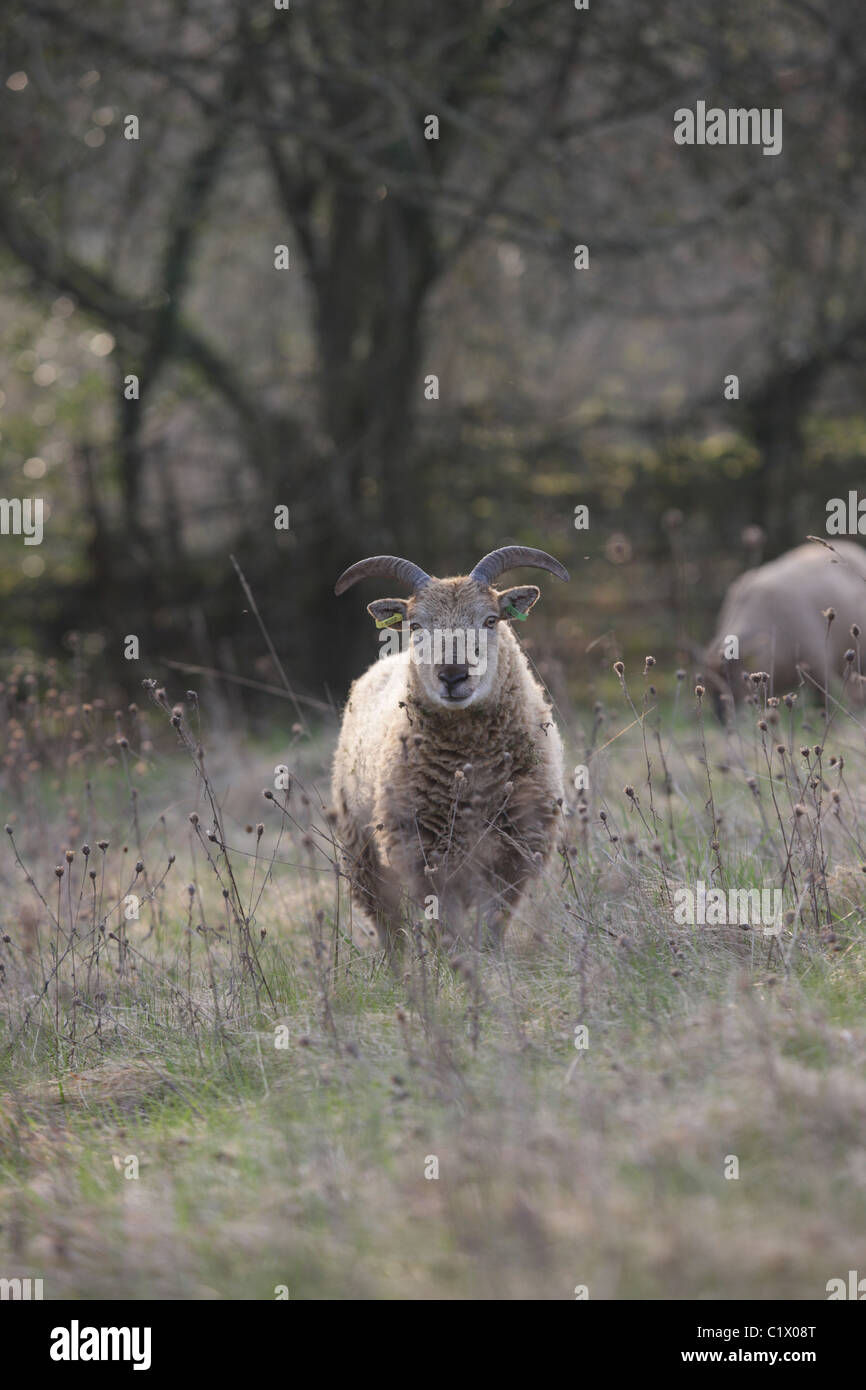 Castlemilk Moorit rare breed sheep Stock Photo - Alamy