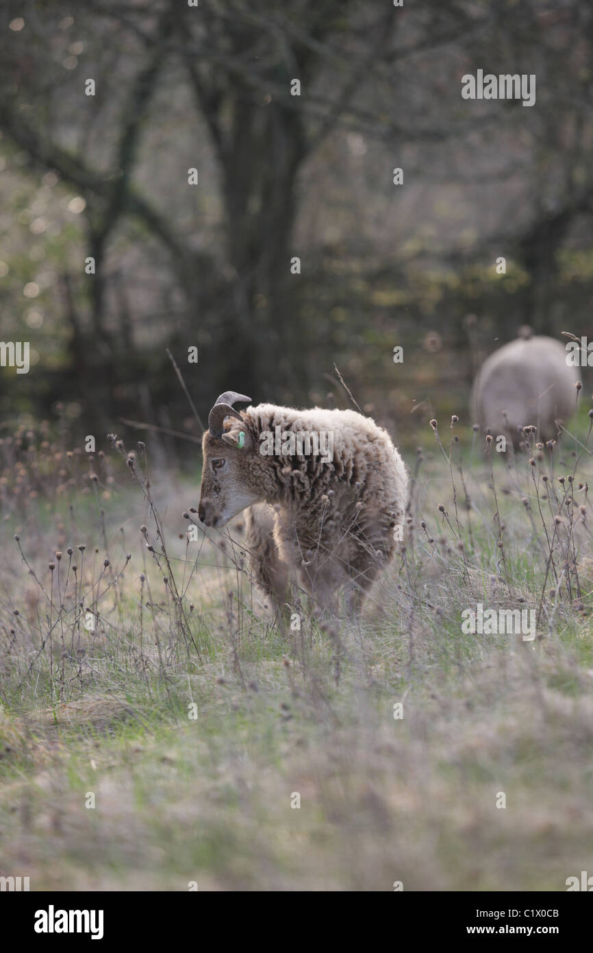 Castlemilk moorit sheep hi-res stock photography and images - Alamy