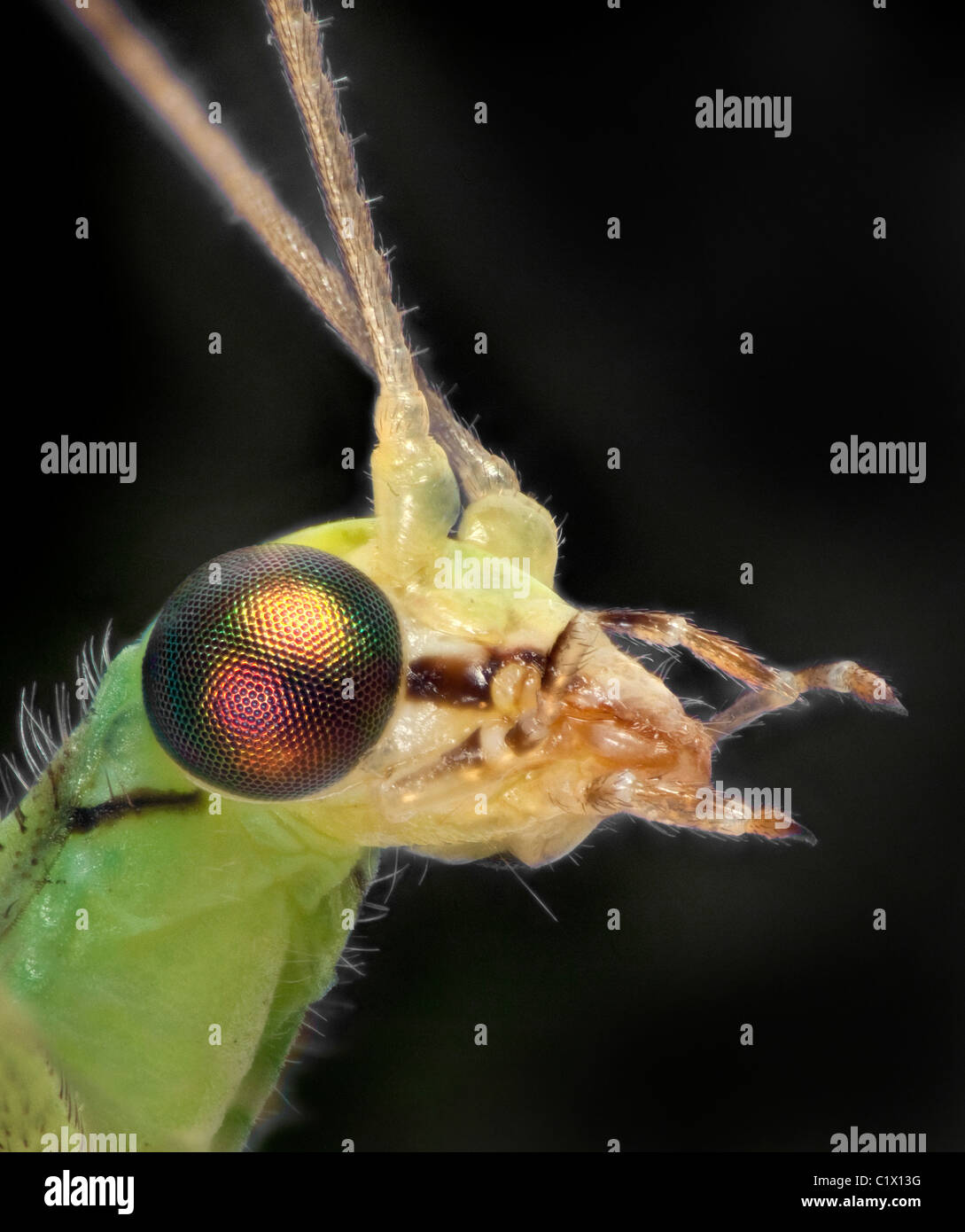 Macro portrait of the green lacewing, Chrysoperla rufilabris, showing ...