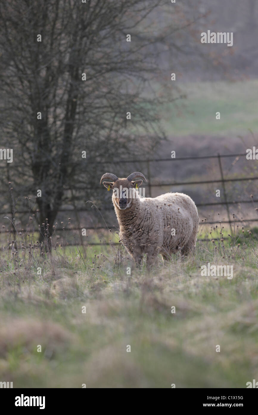 Castlemilk Moorit Sheep Stock Photos & Castlemilk Moorit Sheep Stock ...
