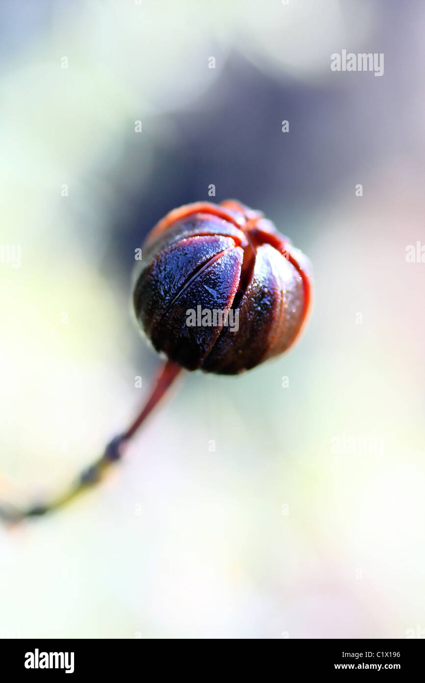 Close-up detail of the fruit of an Cistus Ladanifer plant commonly know ...