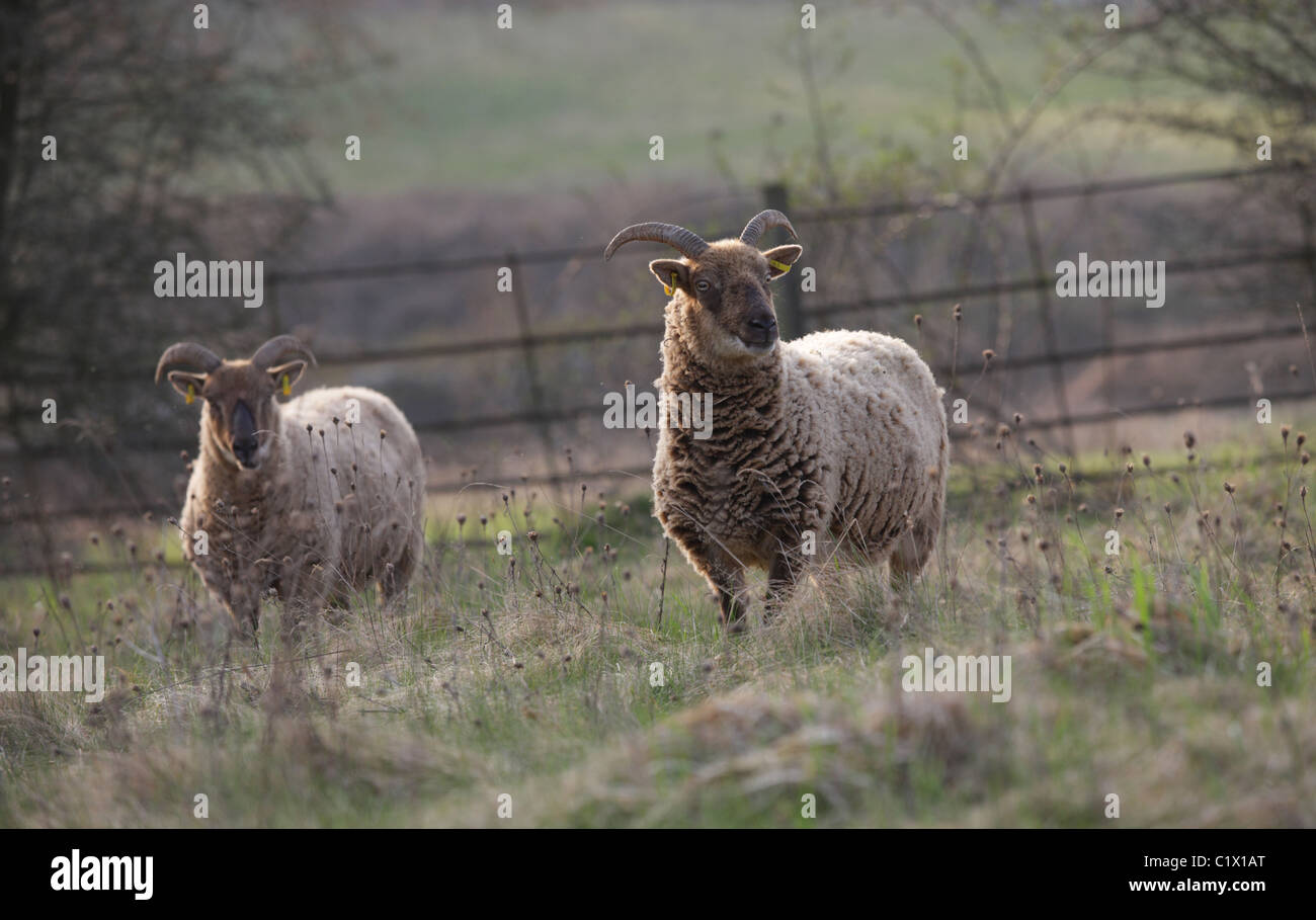 Castlemilk Moorit rare breed sheep Stock Photo - Alamy