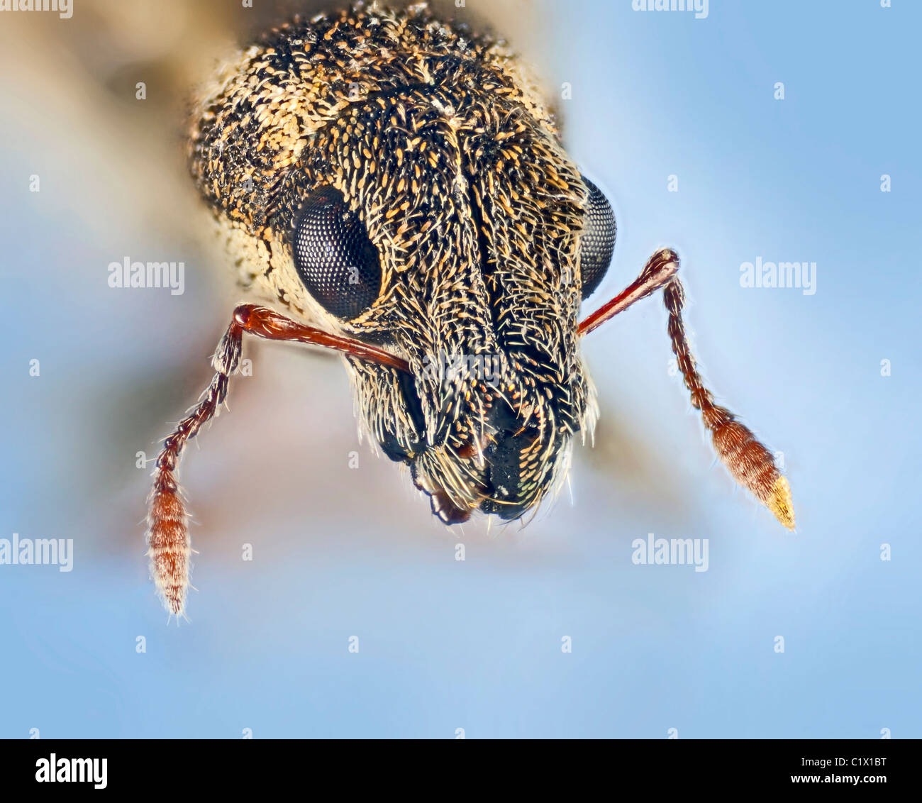 Pea and bean weevil hi-res stock photography and images - Alamy