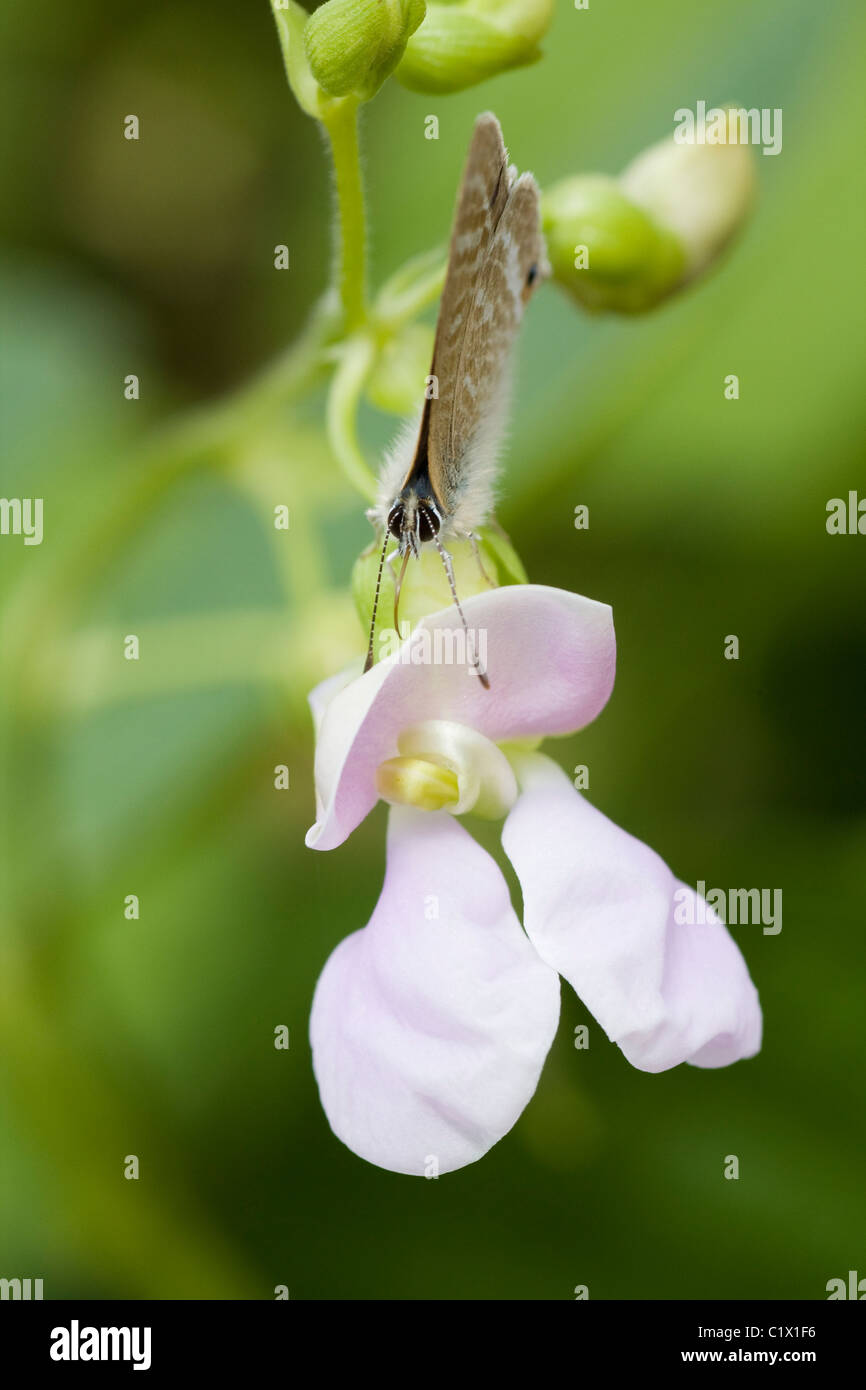 Butterfly bean hi-res stock photography and images - Alamy