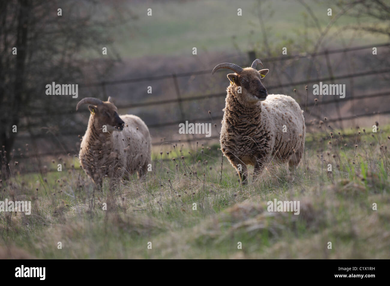 Castlemilk Moorit rare breed sheep Stock Photo - Alamy