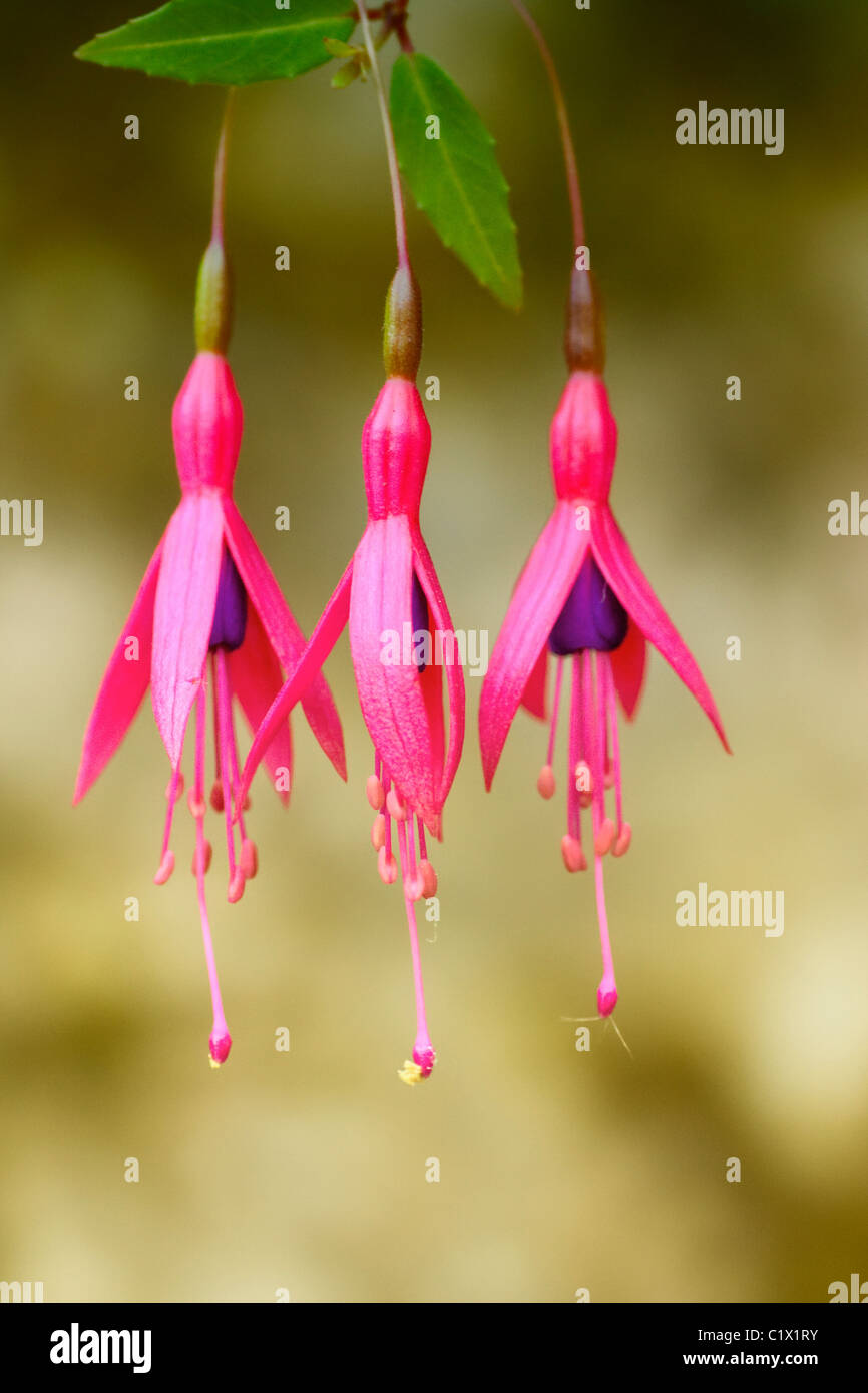 Pending flowers hi-res stock photography and images - Alamy