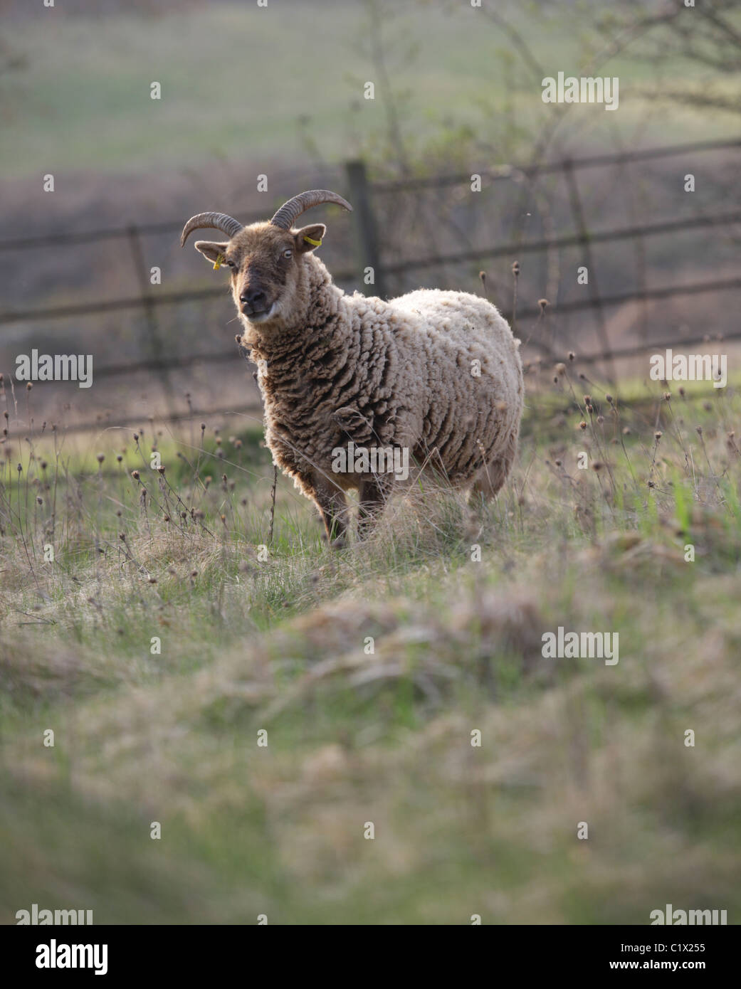 Castlemilk Moorit rare breed sheep Stock Photo - Alamy
