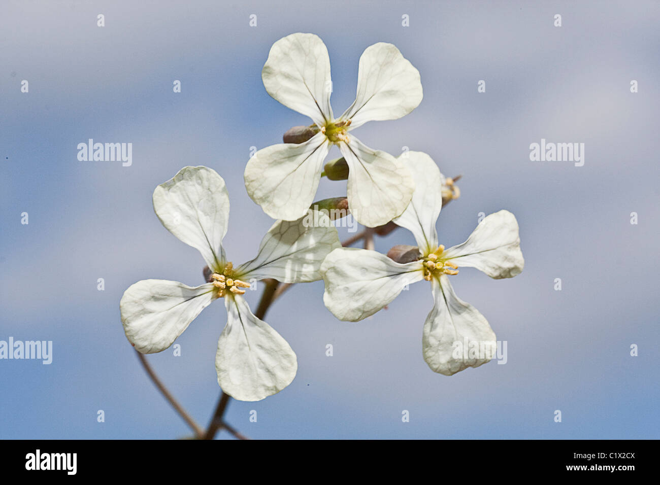 Close up view trio wild hi-res stock photography and images - Alamy