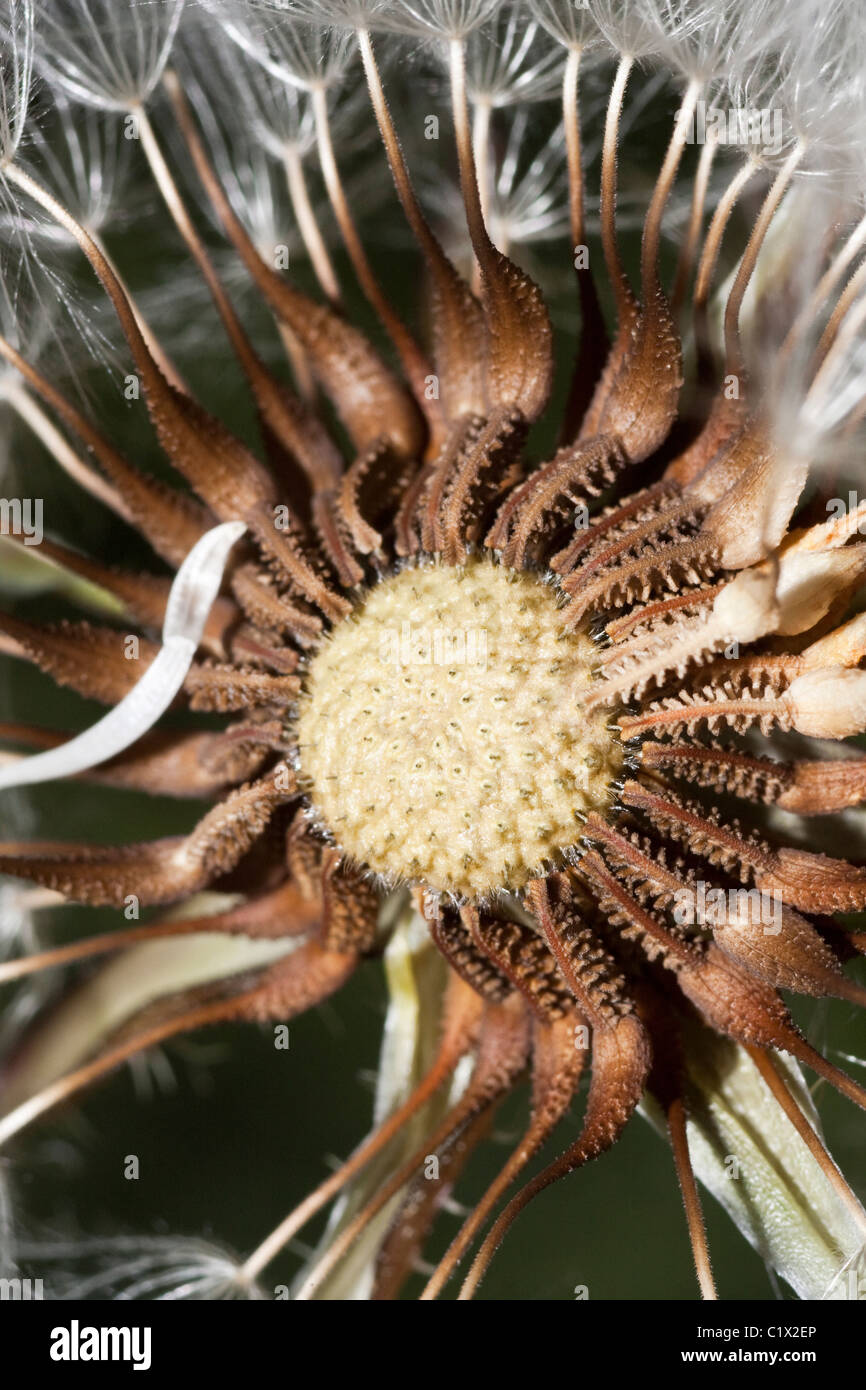 Dandelion seed pods hi-res stock photography and images - Alamy