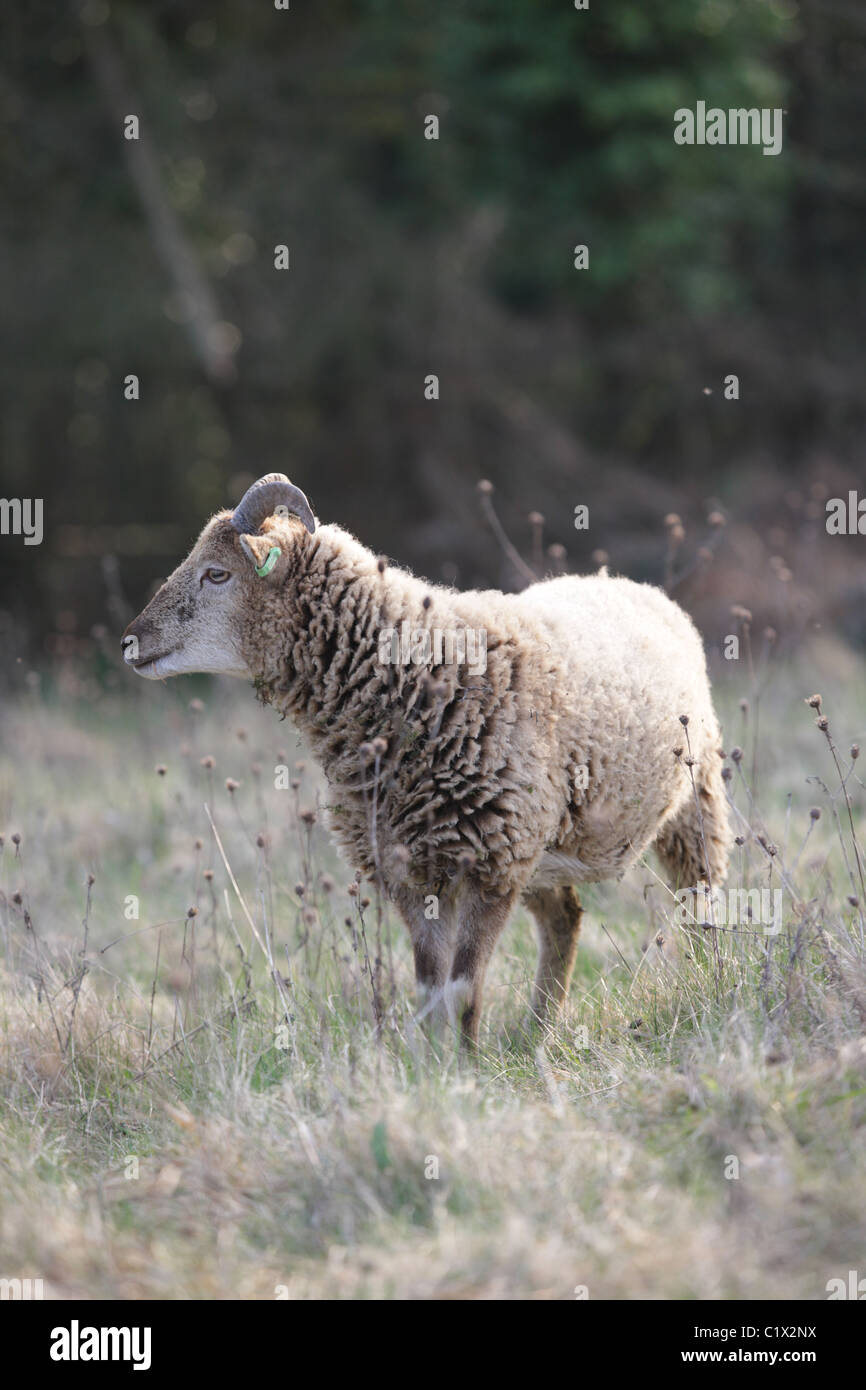Castlemilk Moorit rare breed sheep Stock Photo - Alamy