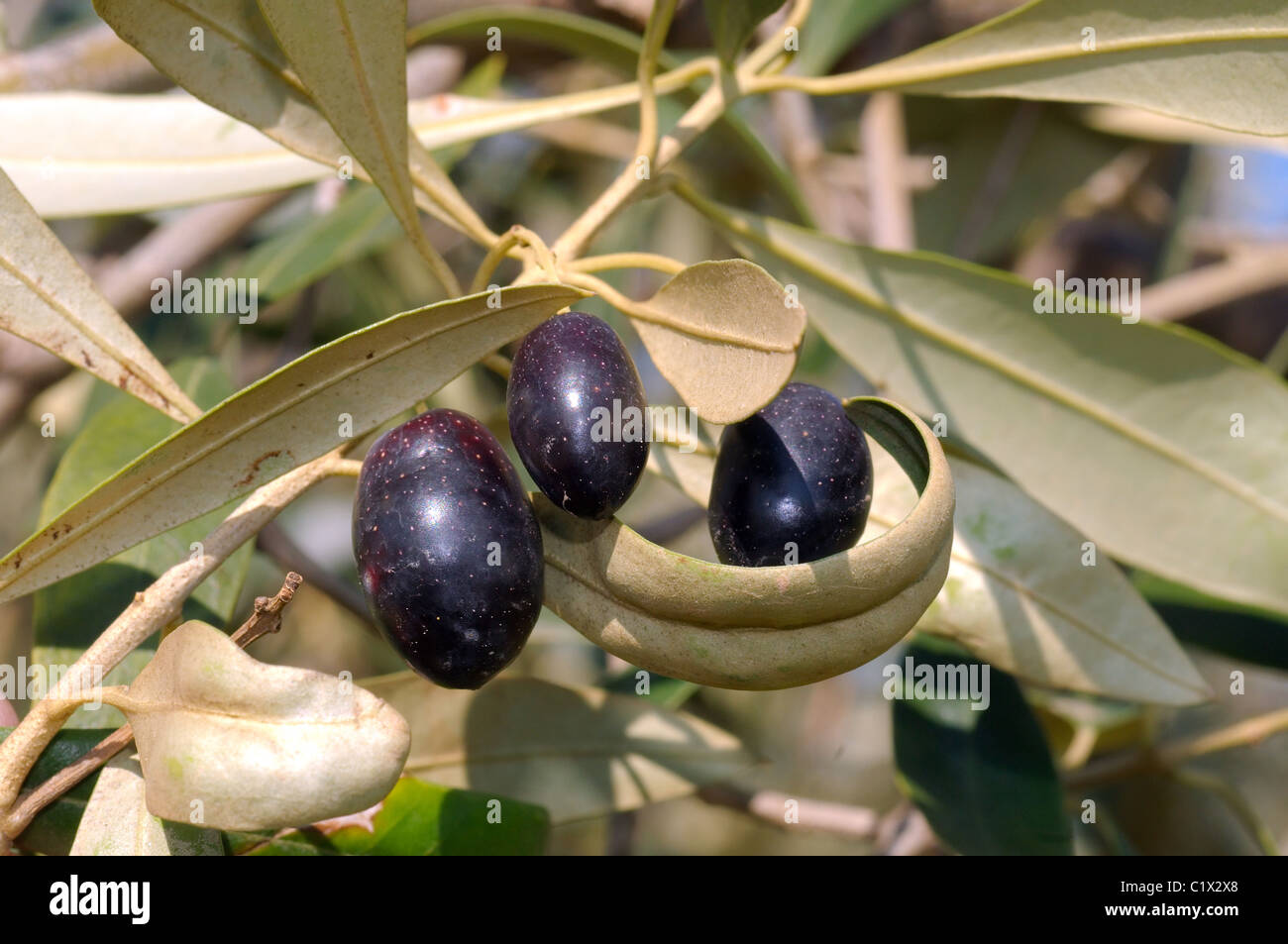 Olive tree photos hi-res stock photography and images - Alamy