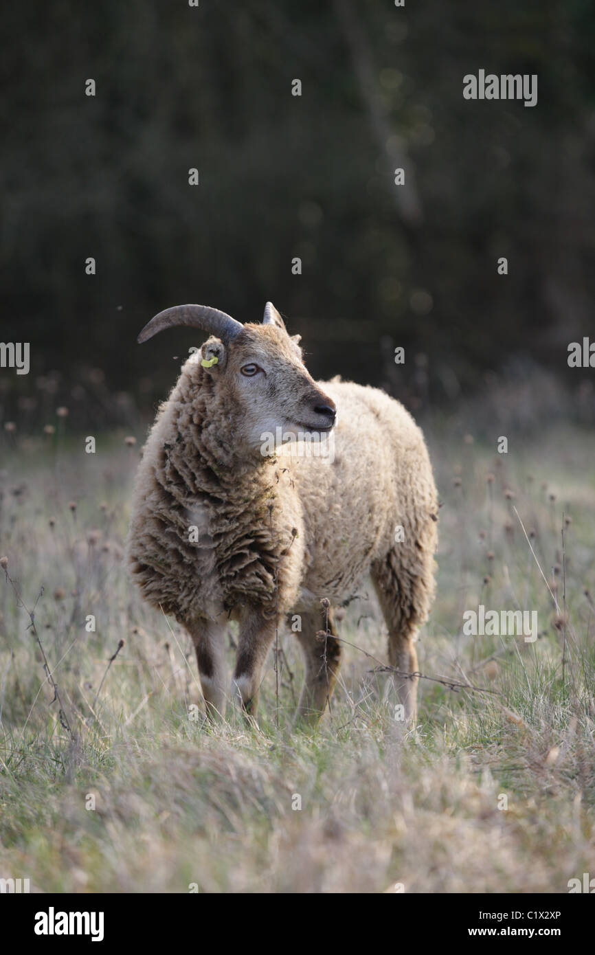 Castlemilk Moorit rare breed sheep Stock Photo - Alamy