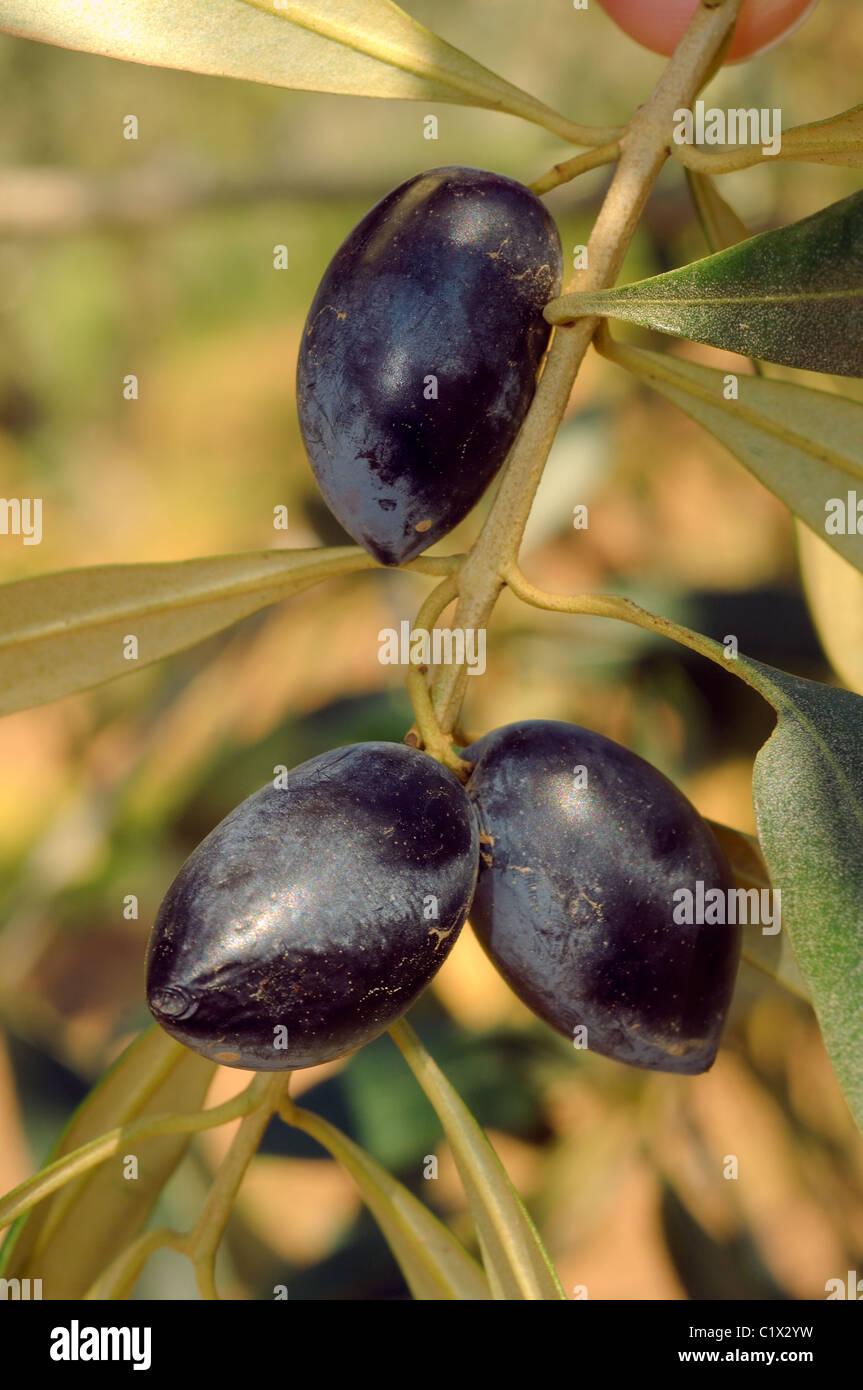 Olive fruit photos hi-res stock photography and images - Alamy