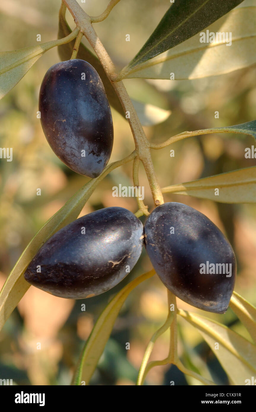Olive tree photos hi-res stock photography and images - Alamy