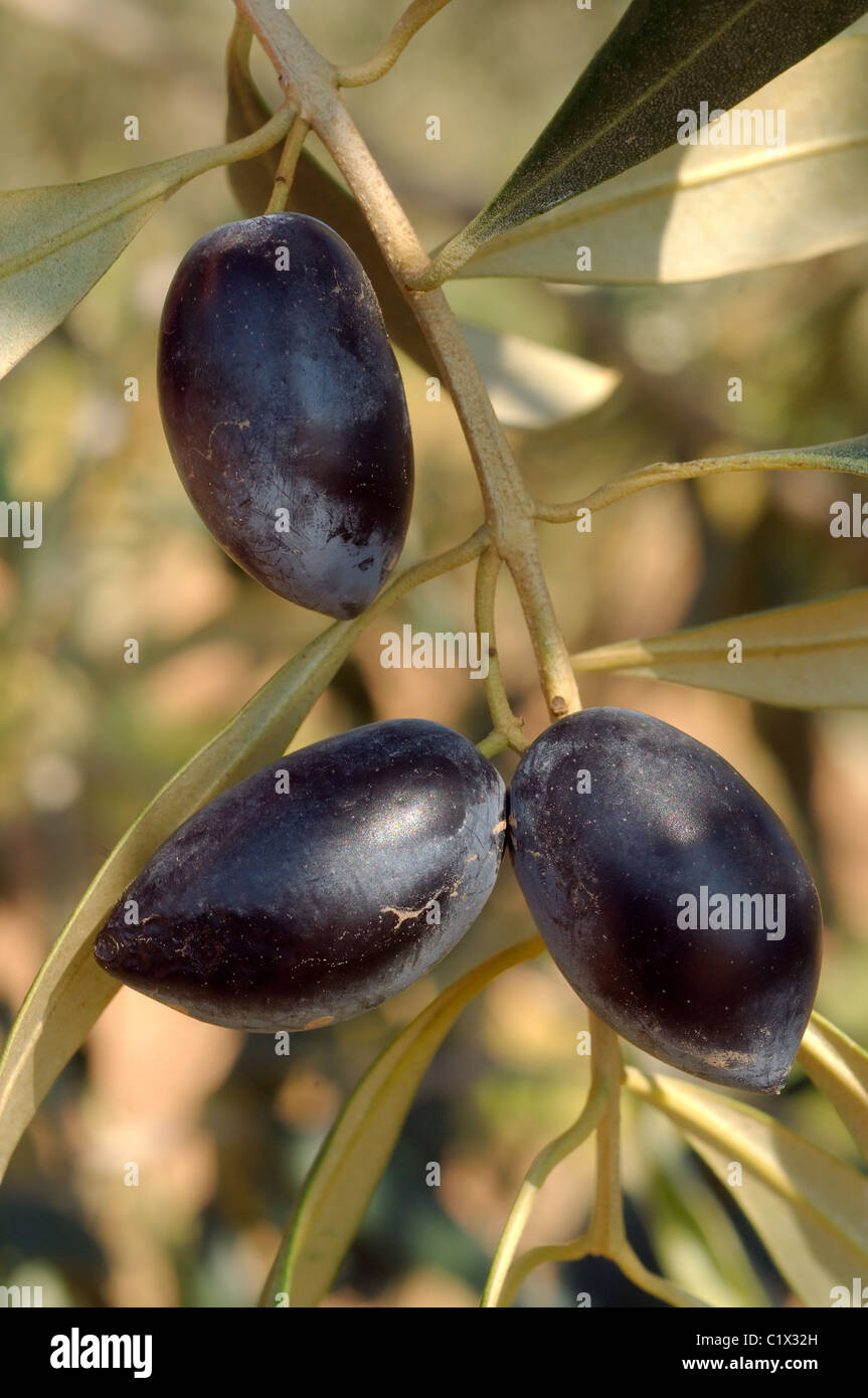 Olive tree photos hi-res stock photography and images - Alamy