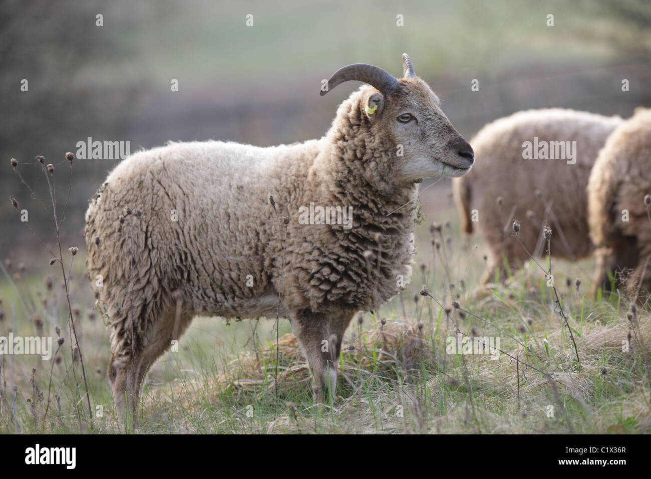 Castlemilk Moorit rare breed sheep Stock Photo - Alamy