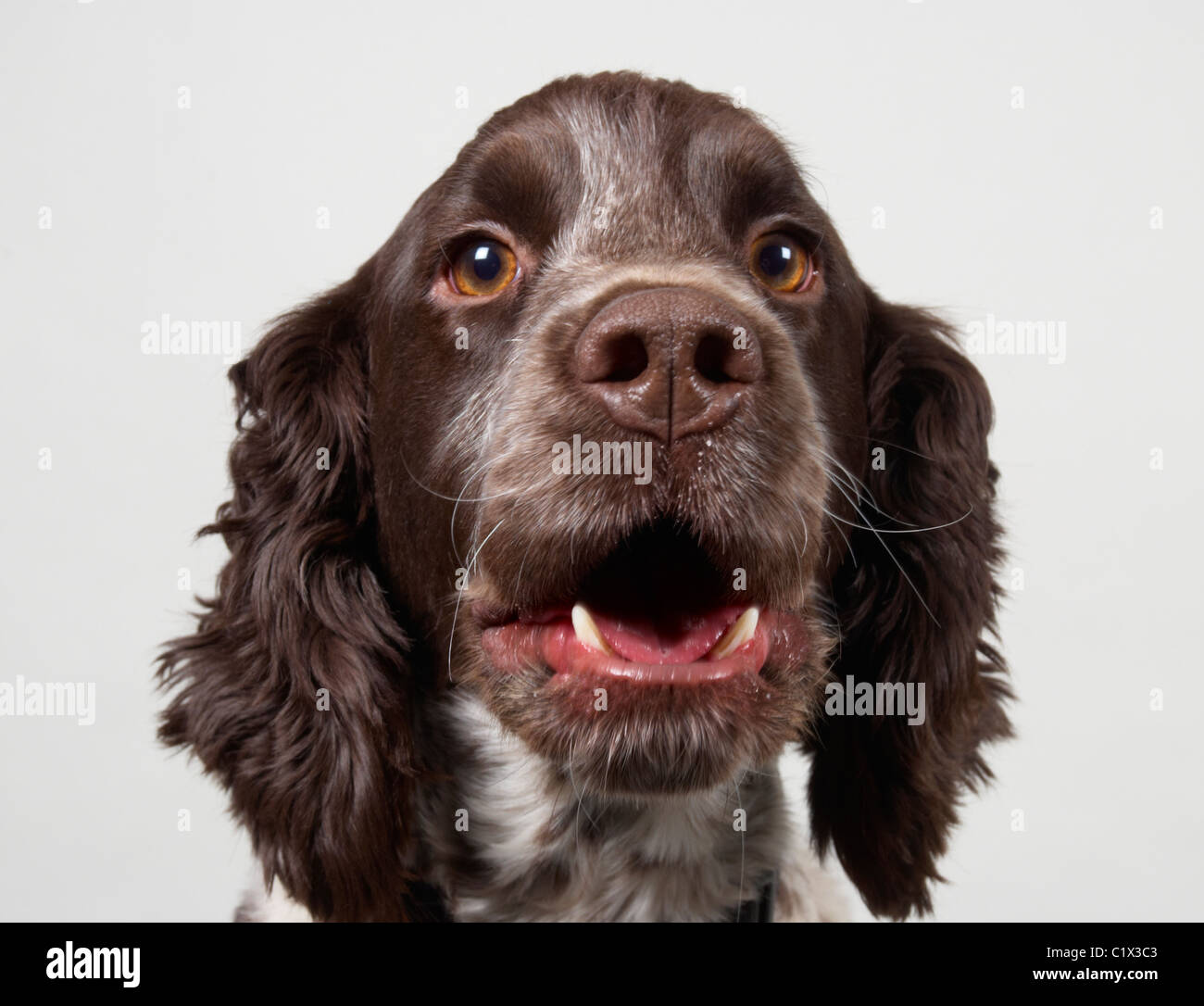 Cocker spaniel teeth hi-res stock photography and images - Alamy