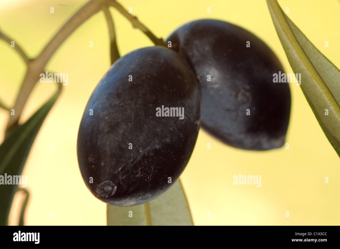 Olive photos hi-res stock photography and images - Alamy