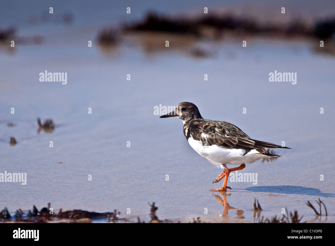 Turnstone bird hi-res stock photography and images - Alamy